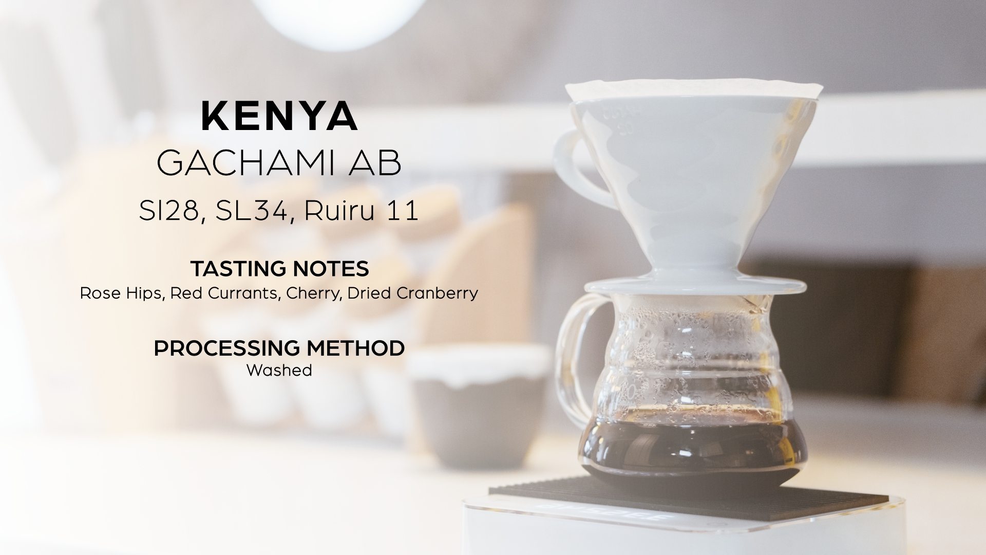 KENYA GACHAMI AB | SL28, SL34, RUIRU 11 | WASHED | Specialty Coffee ...